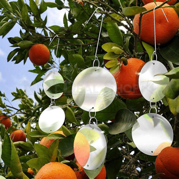 Large 16 Discs - Reflective Bird Repellent Disk – nextdealshop.com