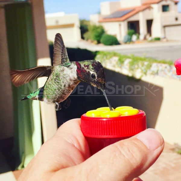 Handheld Hummingbird Feeders – nextdealshop.com