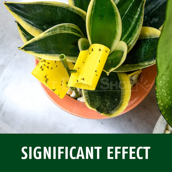 Houseplant Sticky Insect / Fruit-flies Traps - 20 Traps & 10 Sticks ...